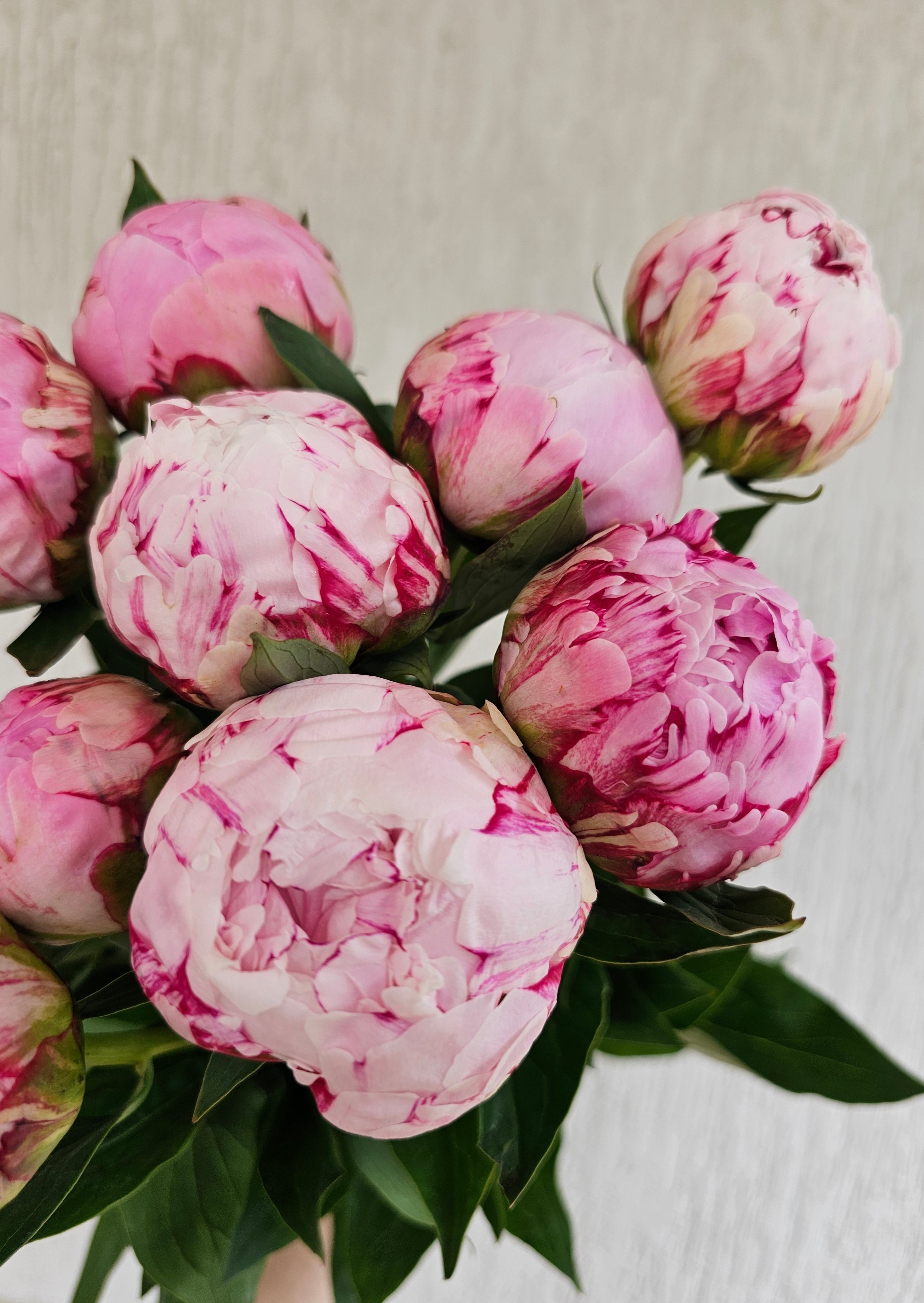 *Mothers Day* Fresh Peonies - Single stem – HelenaRose.com.au